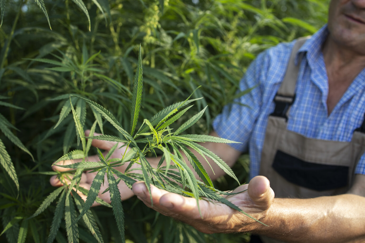 Highway to 420 - cannabis dispensary directory & delivery by state